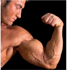 Bodybuilders Male Vascular