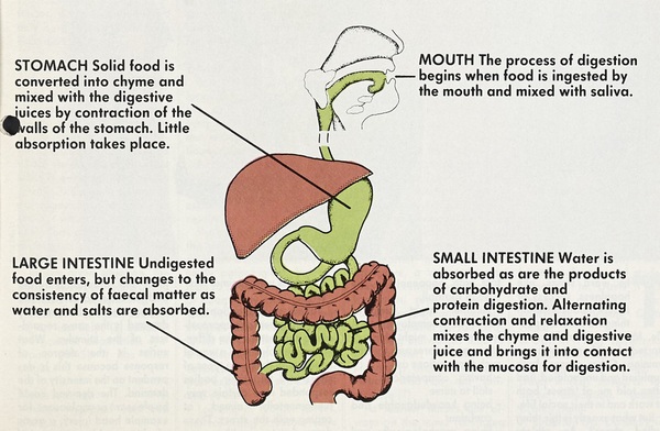 Mouth Digestion Process